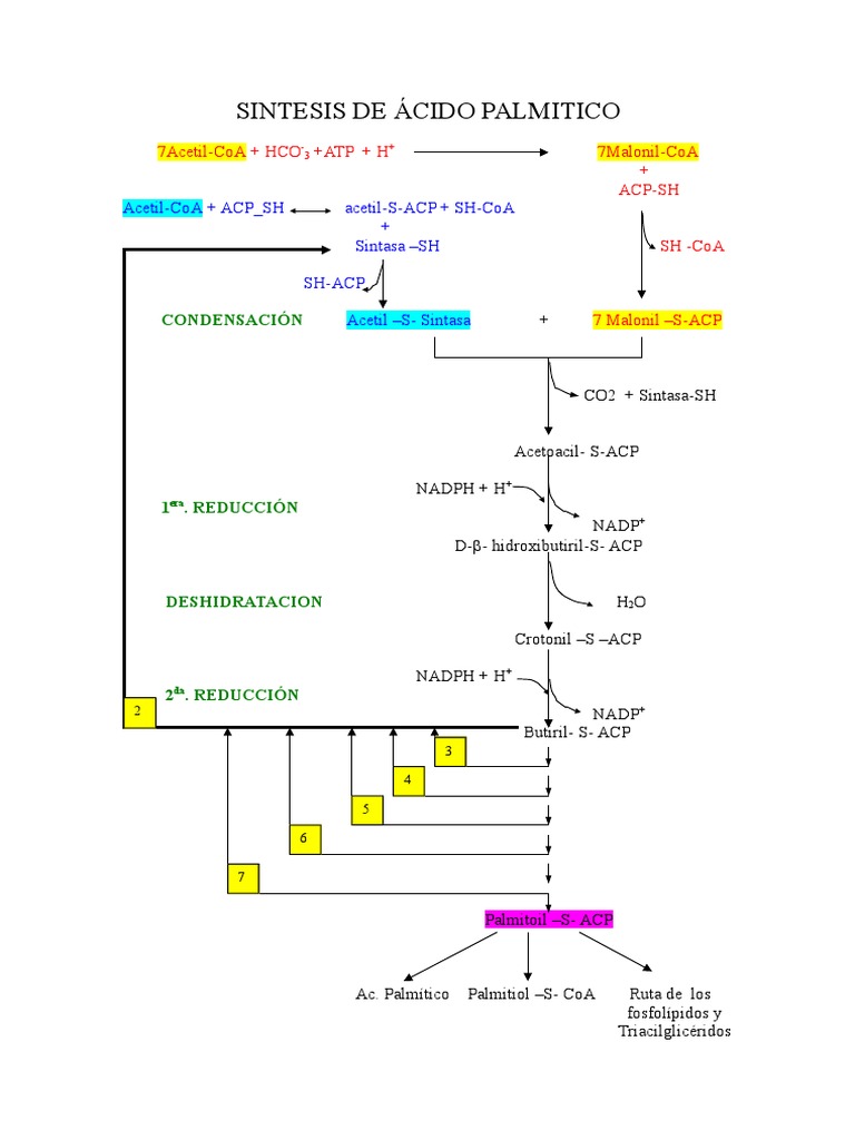 Sintesis de Ácido Palmitico | PDF