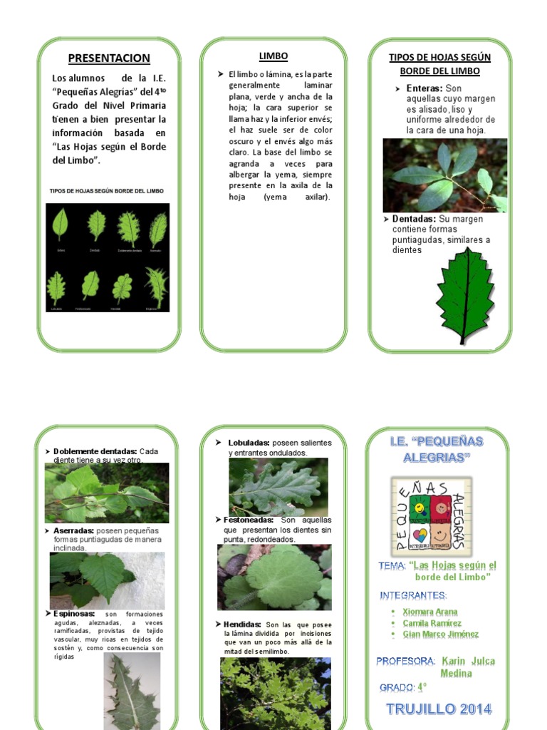 Tipos de Hojas según el Limbo | PDF | Hoja | Botánica