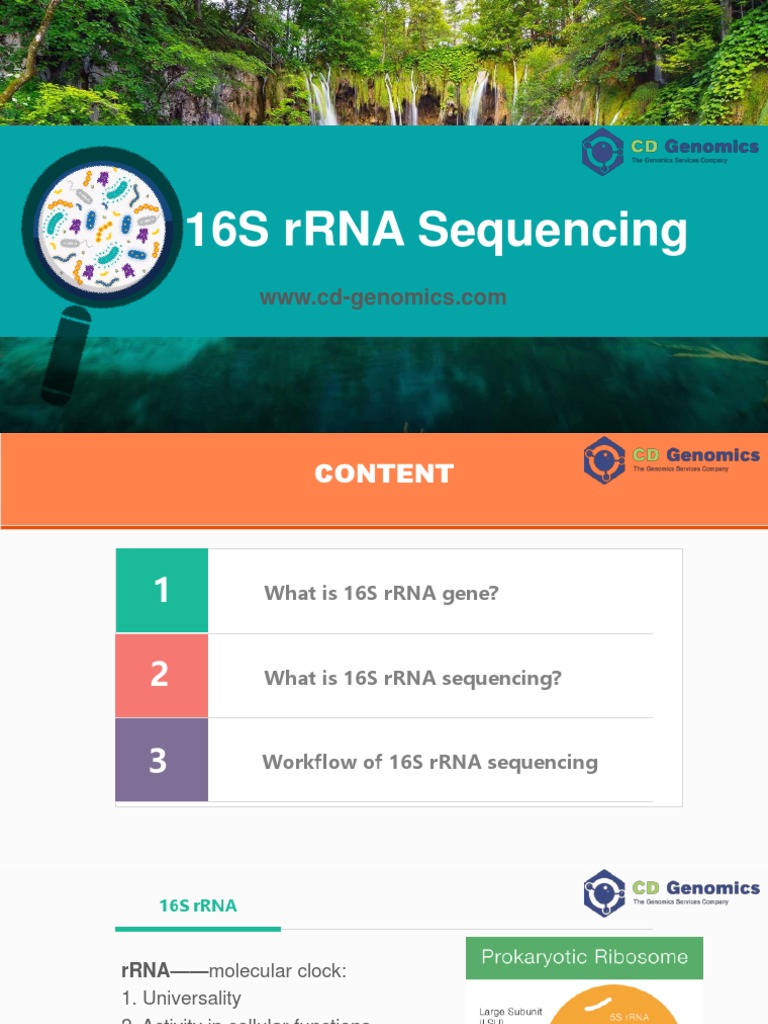 Introduction to 16s RRNA Sequencing-CD Genomics | 16 S Ribosomal Rna | Ribosomal Rna | Free 30 ...