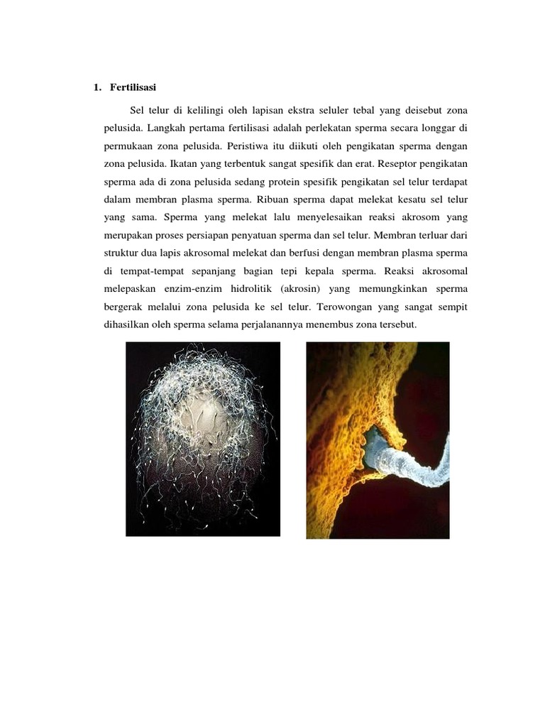 Tahapan Perkembangan Embrio Manusia | PDF | Sains & Matematika