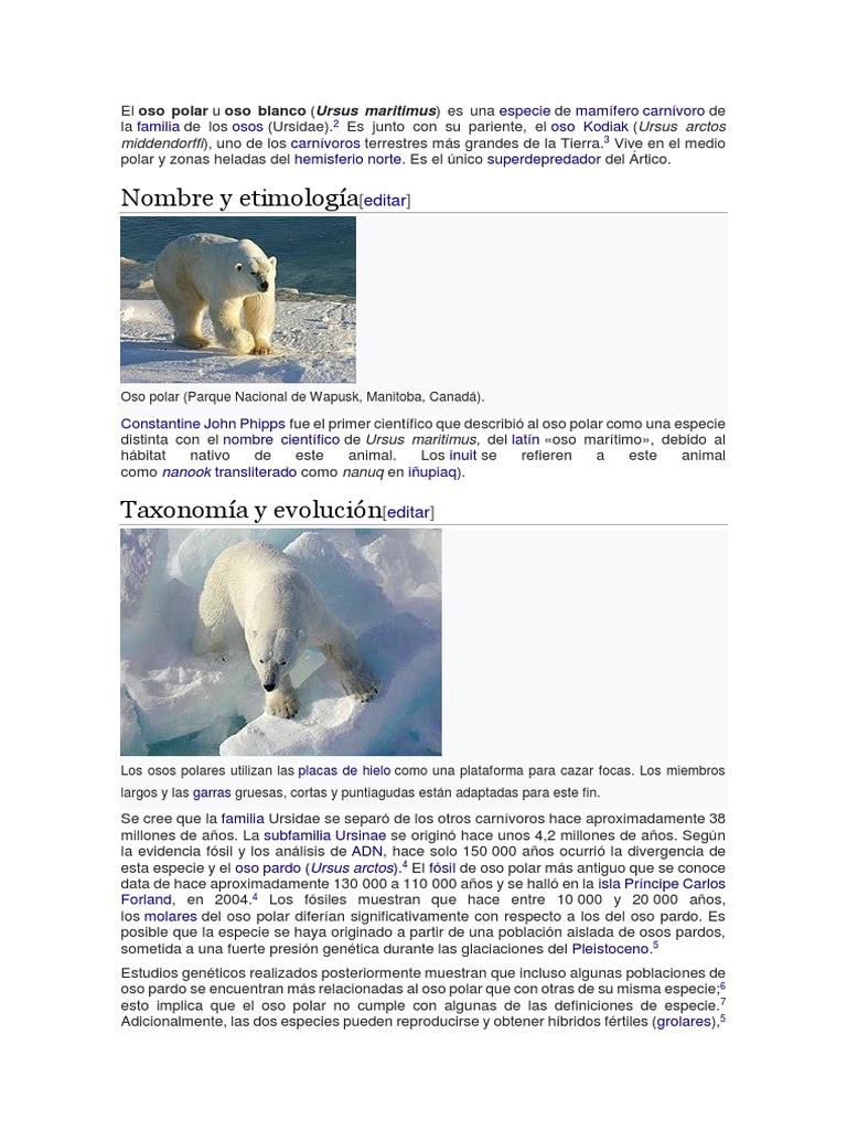 Los Osos Polares | PDF | Oso polar | Osos