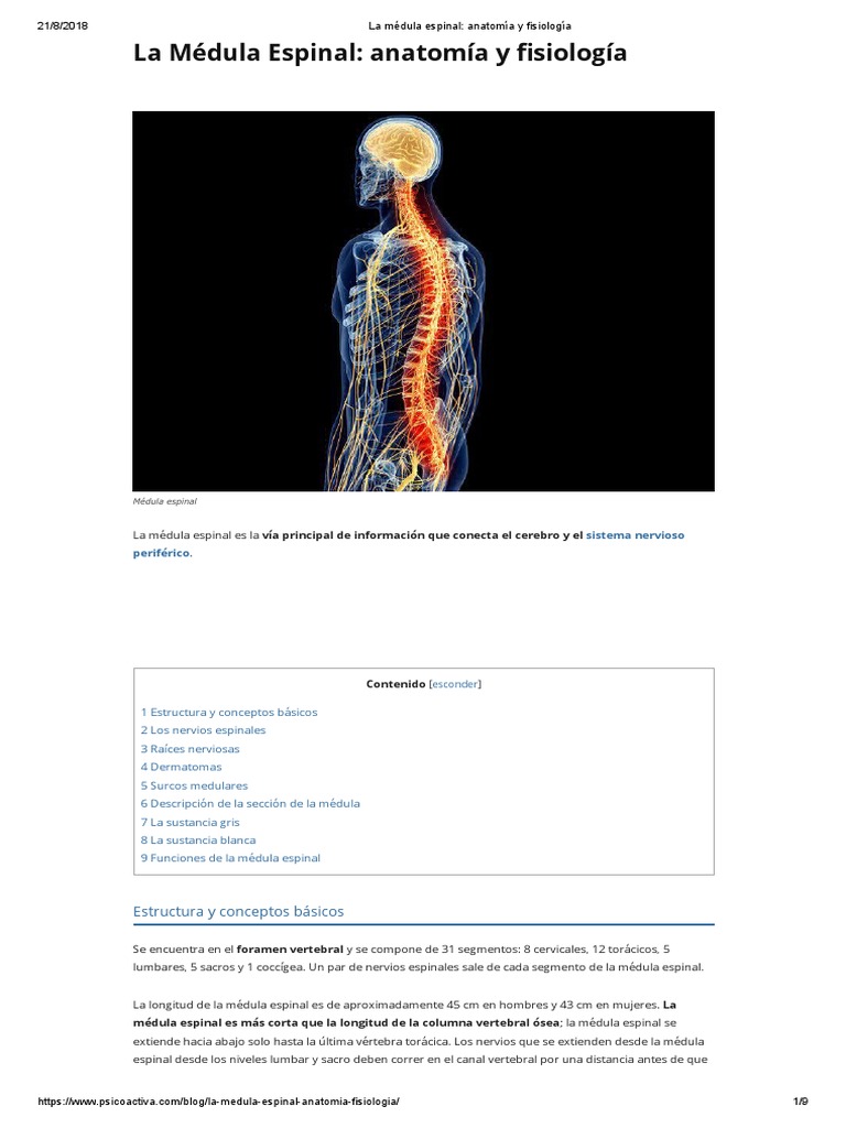 Anatomía y funciones de la médula espinal | PDF | Médula espinal | Vértebra