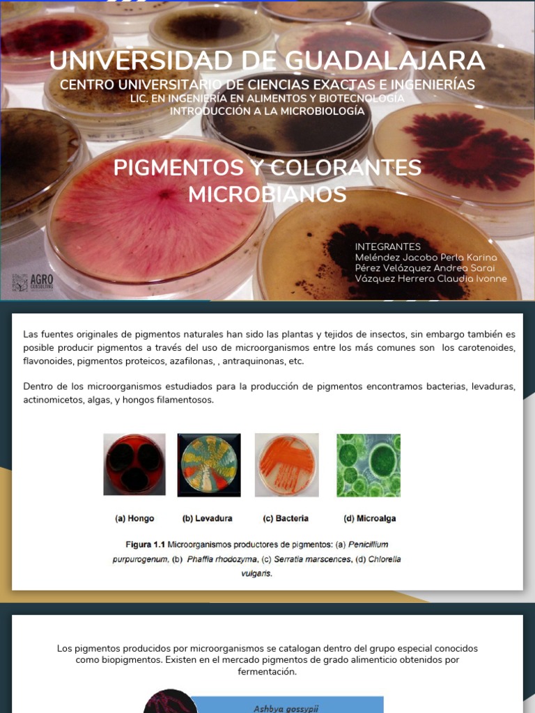 Pigmentos y Colorantes Microbianos | PDF | Pigmento | Algas