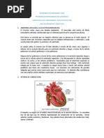 Formación del Asa Cardíaca en Embriología | PDF | Corazón | Órgano ...