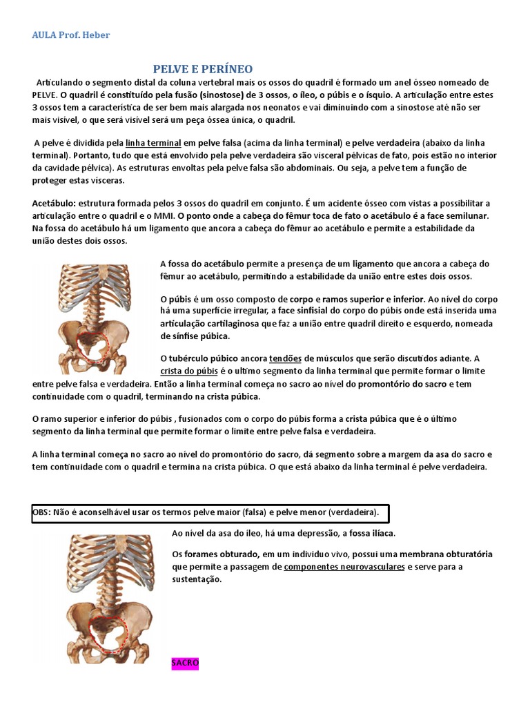 Resumo Sobre Pelve e Perineo Aula de Anatomia - Ossos e Músculos | Download grátis PDF | Pélvis ...