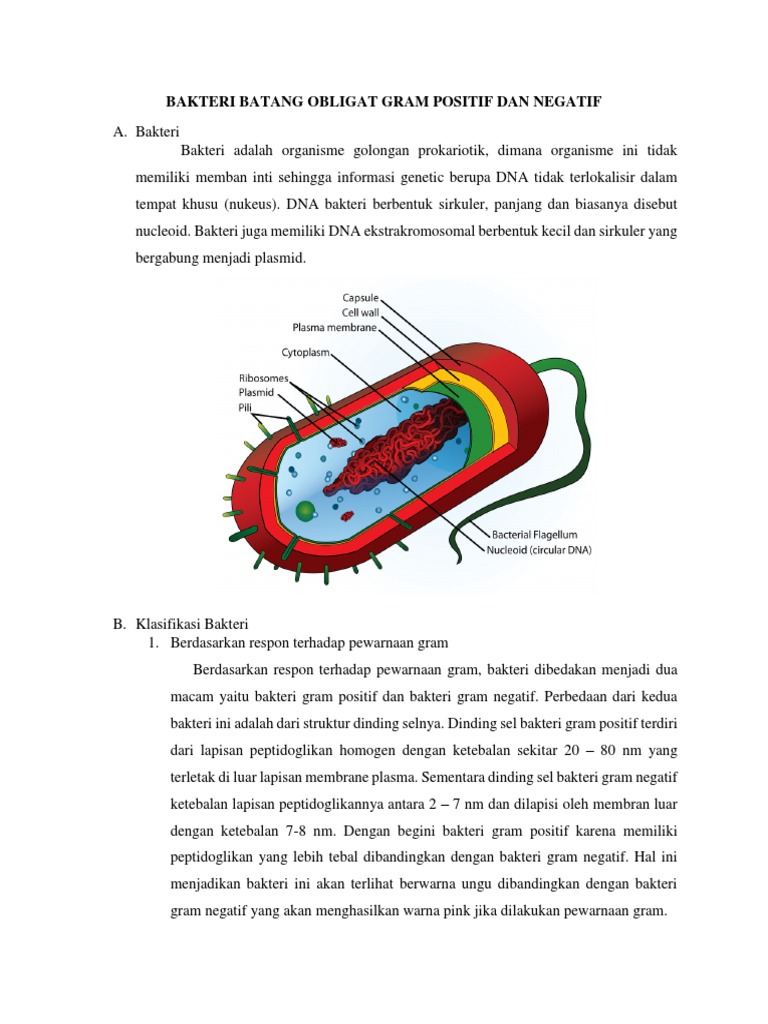 Bakteri Batang Obligat Gram Positif Dan Negatif | PDF