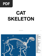 Cat Muscles | PDF