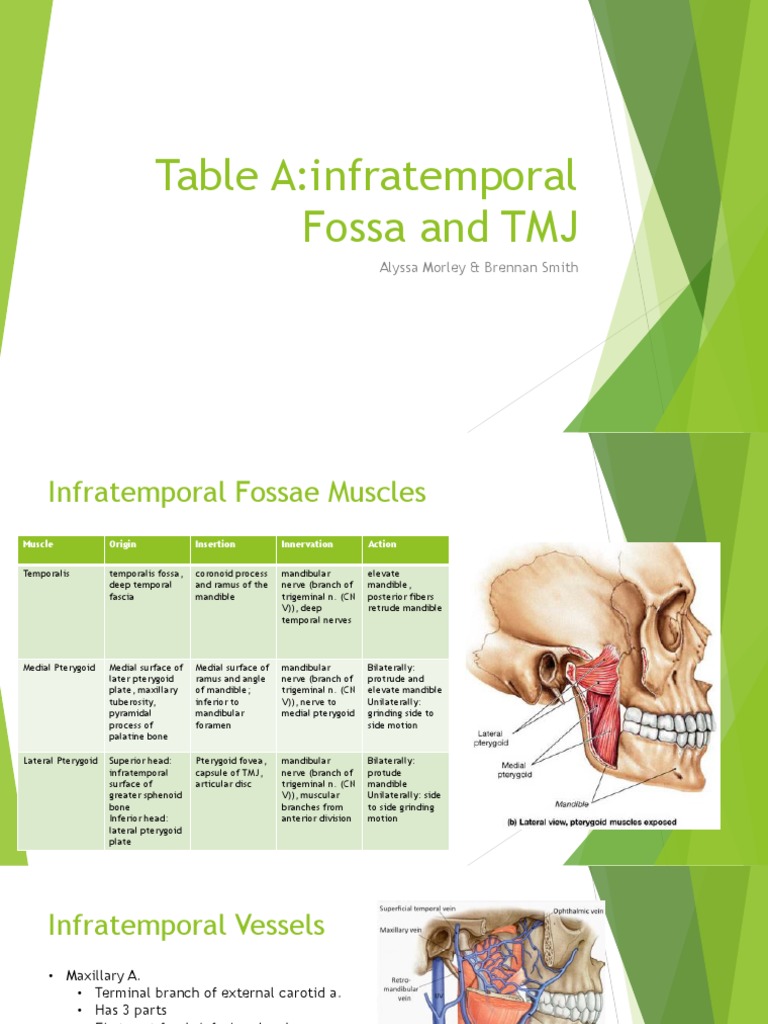 Table A - TMJ and Infratemporal Fossa | PDF | Musculoskeletal System ...