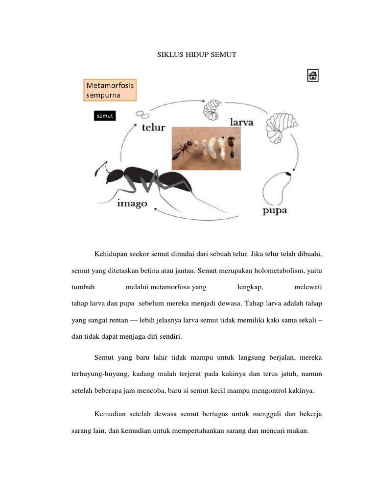 Siklus Hidup dan Metamorfosis Semut | PDF