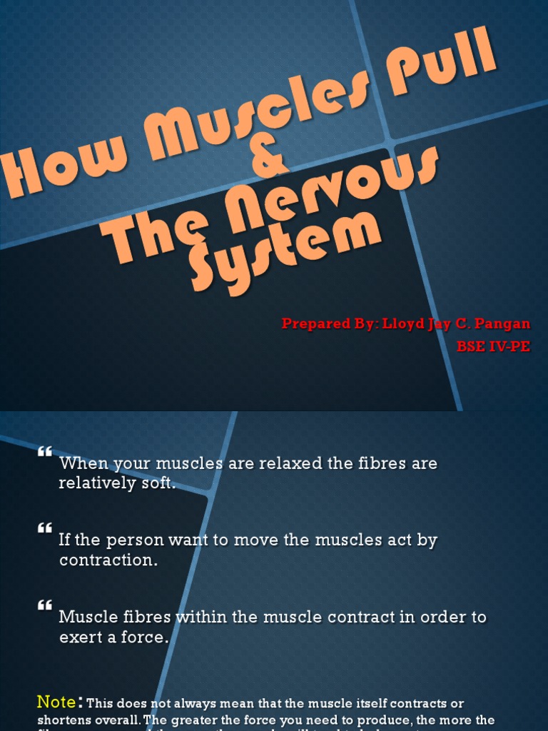 How Muscles Pull & The Nervous System | PDF | Muscle Contraction | Muscle