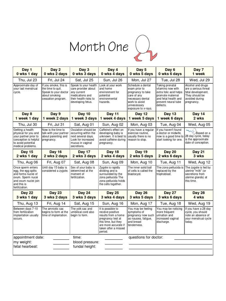 Printable Pregnancy Calendar | PDF | Pregnancy | Fertilisation