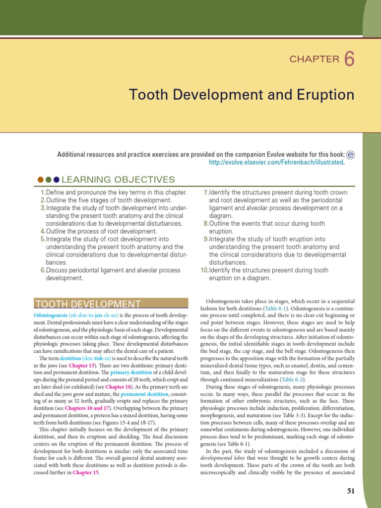Stages of Odontogenesis Explained | PDF | Human Tooth | Tooth Enamel