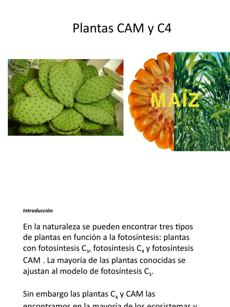 Ejemplos De Fotosíntesis C4 Principios Agronómicos En Caña De