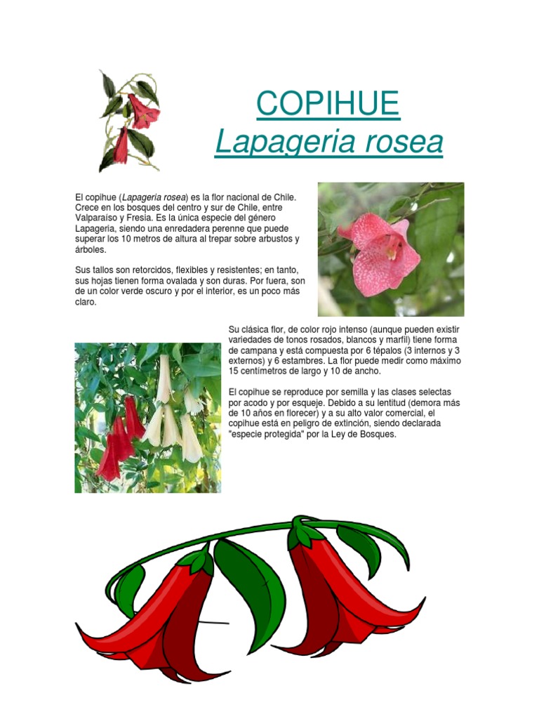 COPIHUE | PDF | Etnobotánica | Plantas de jardín