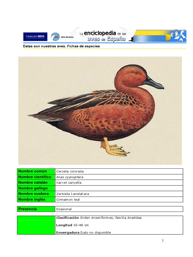 Cerceta Colorada | PDF