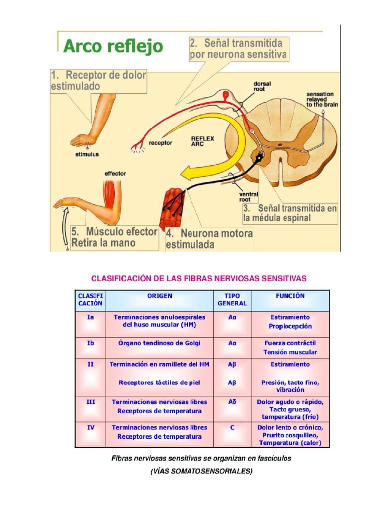 Tipos y Clasificación del Dolor | PDF | Nervio | Dolor