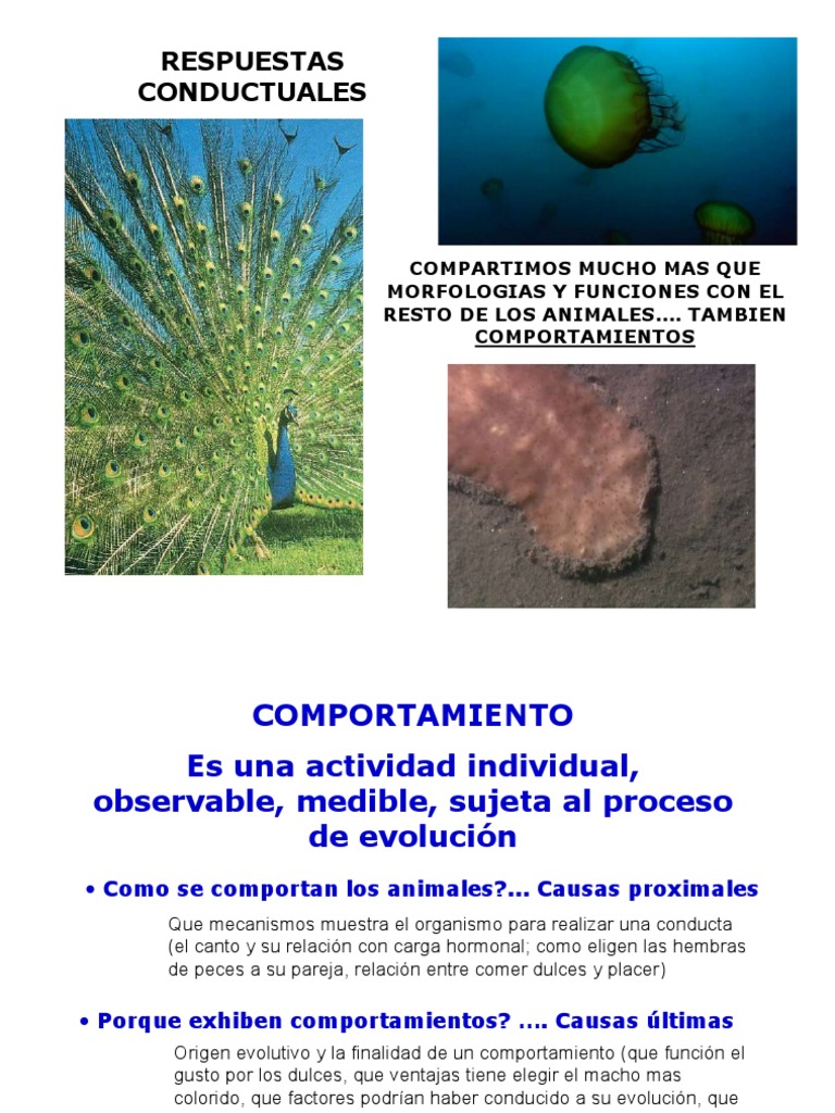 Conducta Animal | PDF | Comportamiento | Evolución