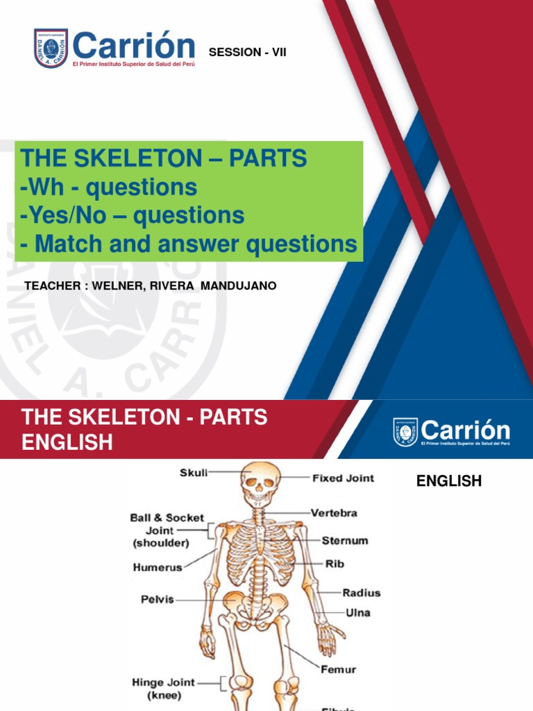 The Skeleton - Parts - WH - Questions - Yes/No - Questions - Match and ...