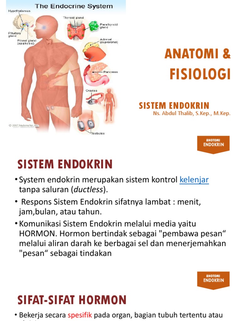 Anatomi Fisiologi Sistem Endokrin | PDF
