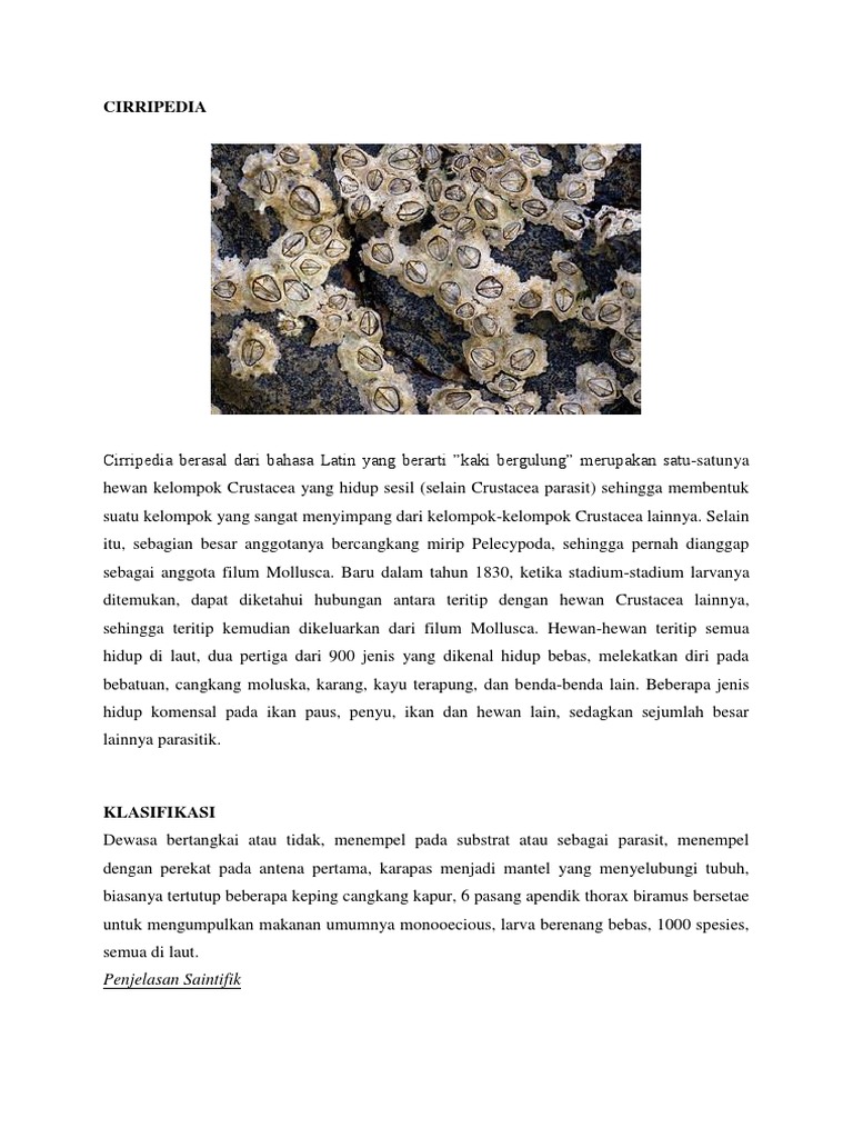 Morfologi dan Habitat Cirripedia | PDF