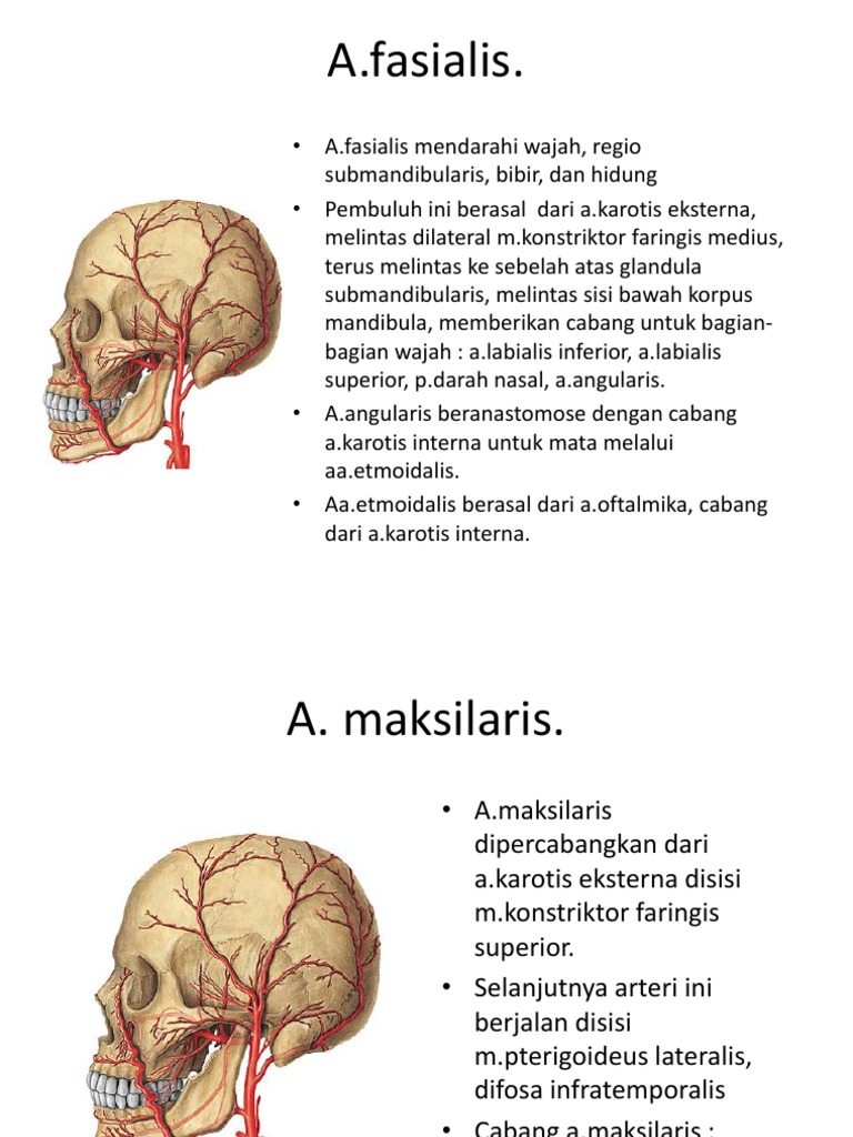 Anatomi Pembuluh Darah Wajah | PDF