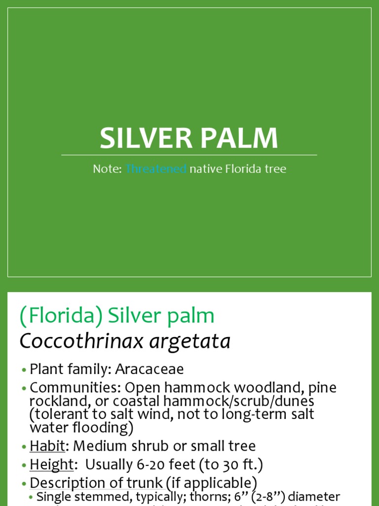 Silver Palm: Native Florida Tree | PDF | Arecaceae | Plants