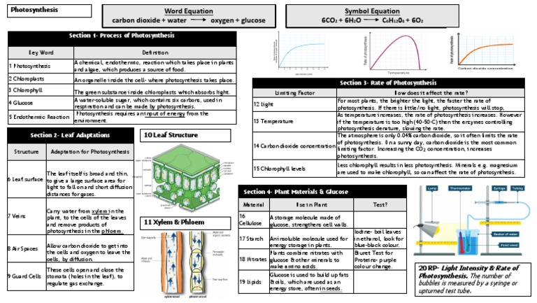 photosynthesis-knowledge-organiser | Photosynthesis | Leaf