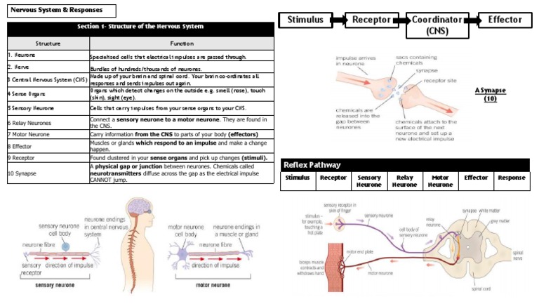 Nervous System Knowledge Organiser | PDF