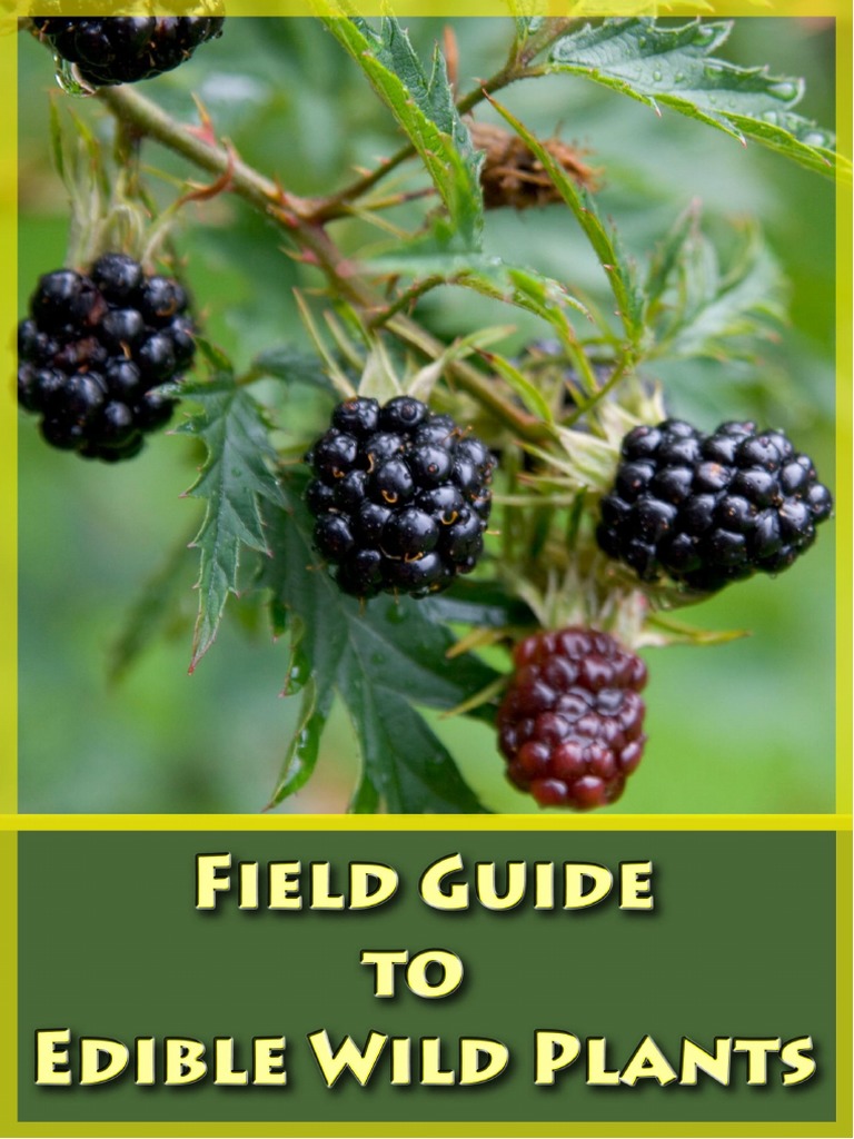 Field Guide To Edible Wild Plants PDF | PDF | Berry | Vegetables