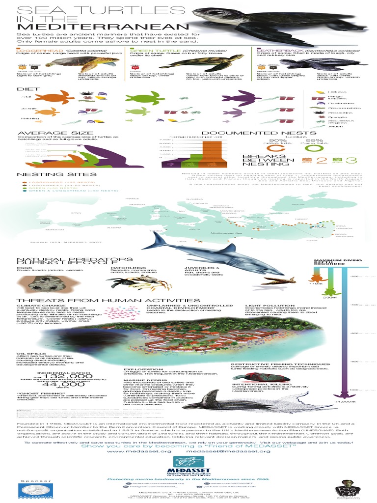 INFOGRAPHIC Full English | PDF | Sea Turtle | Organisms