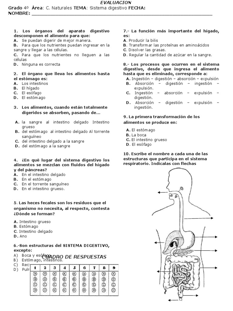 Evaluacion Sistema Digestivo | Sistema digestivo humano | Digestión Evaluacion Sistema Digestivo | Sistema digestivo humano | Digestión
