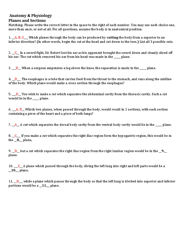 Body Terminology Wks Answer Key | PDF | Anatomical Terms Of Location ...