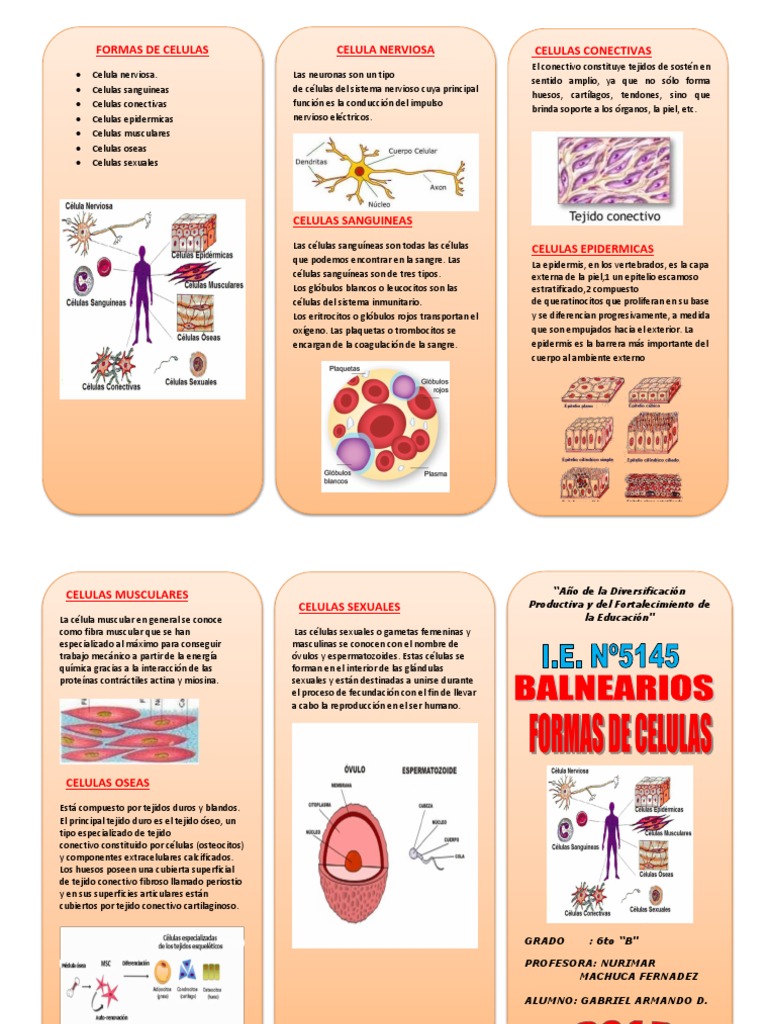 Formas de Celula | PDF | Epidermis | Sangre