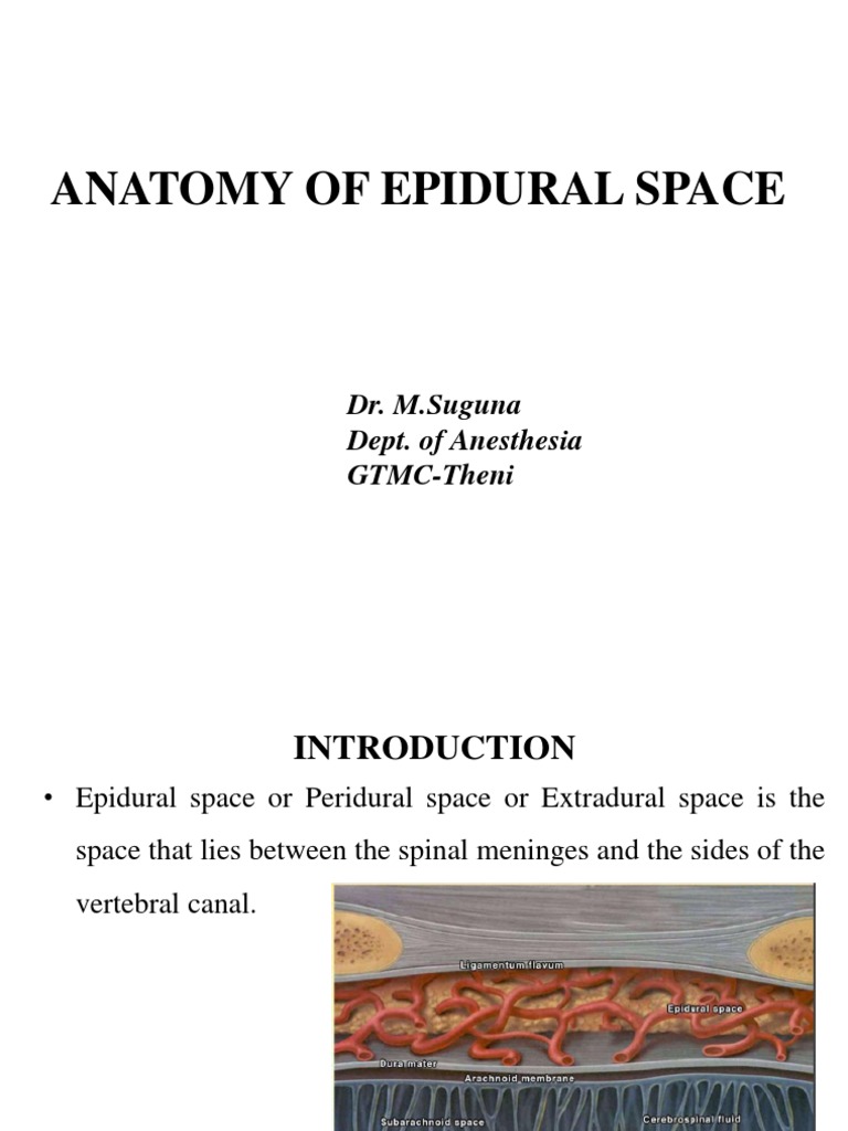 Anatomy of the Epidural Space | PDF | Vertebral Column | Vertebra