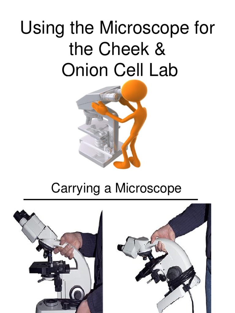 Using The Microscope For The Cheek & Onion Cell Lab | PDF | Microscope ...