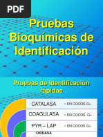 Optoquina | PDF | Estreptococo | Microbiología