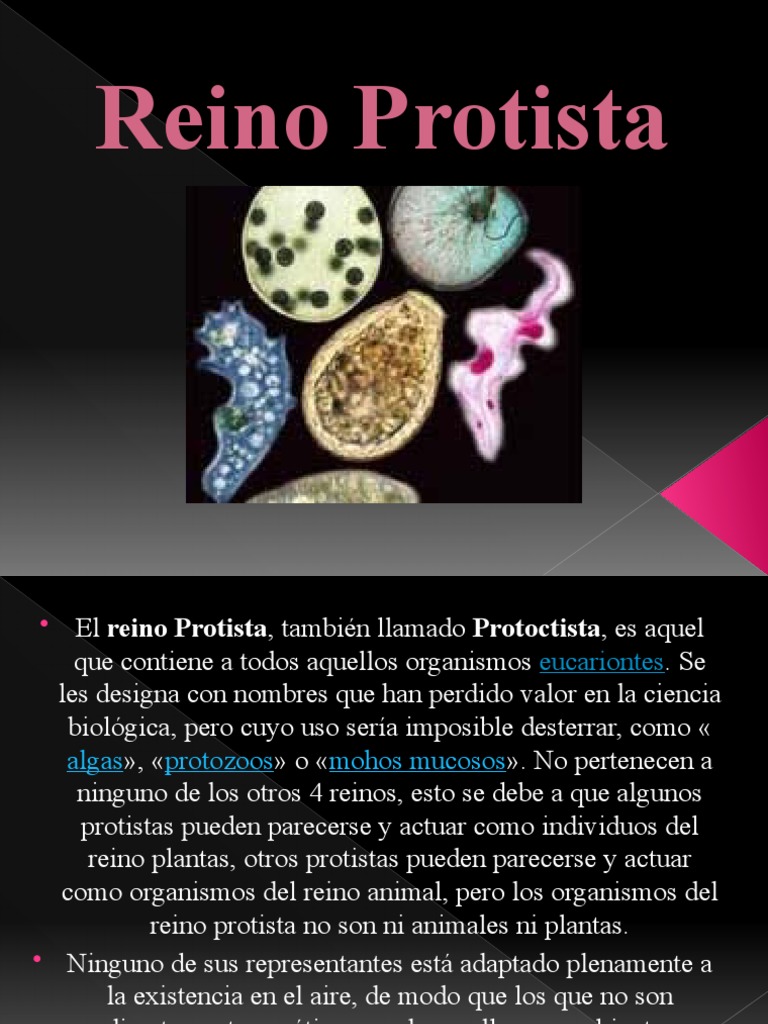 Reino Protista | PDF | Algas | Protozoos