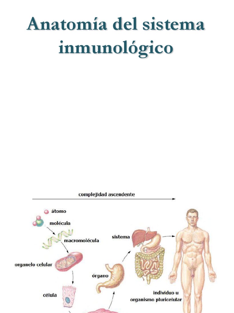 Anatomía Del Sistema Inmunológico | PDF | Ganglio linfático | Linfocitos