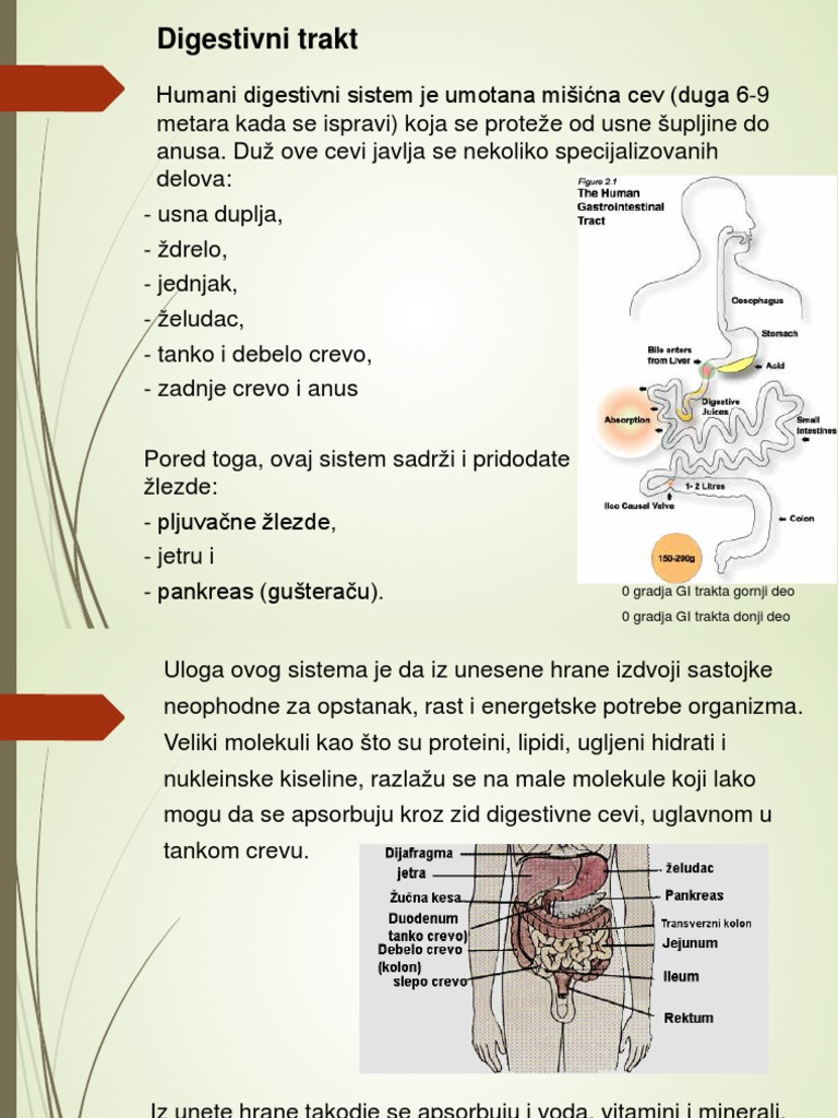 Digestivni Trakt: 0 Gradja GI Trakta Gornji Deo 0 Gradja GI Trakta ...