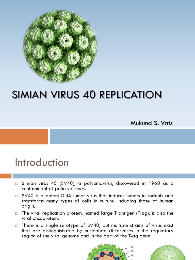 Simian Virus 40 Replication | PDF | Virus | Life Sciences