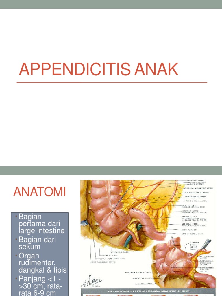 Apendisitis | PDF | Lymphatic System | Medical Specialties