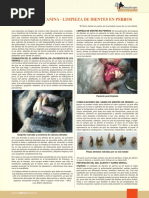 Fisiologia Del Gallo | PDF | Testículo | Pene