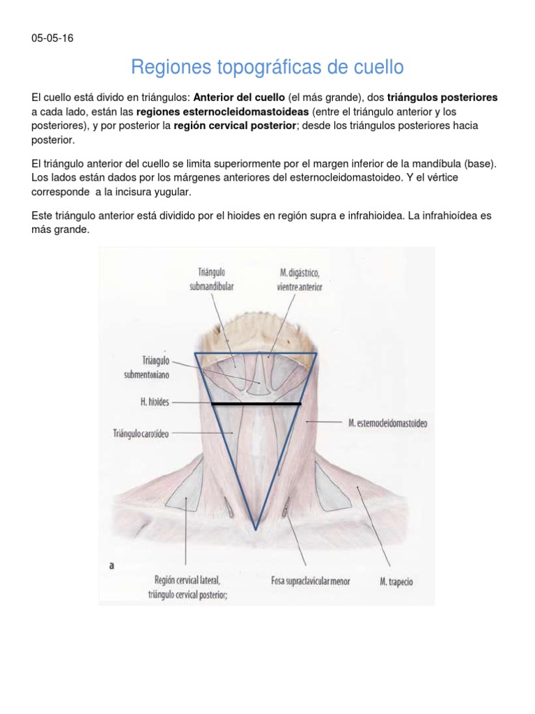 Regiones Topográficas de Cuello | PDF | Abdomen | Cabeza y cuello humanos
