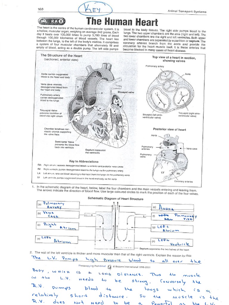6.2 KEY Control of The Heart Worksheet PDF | PDF