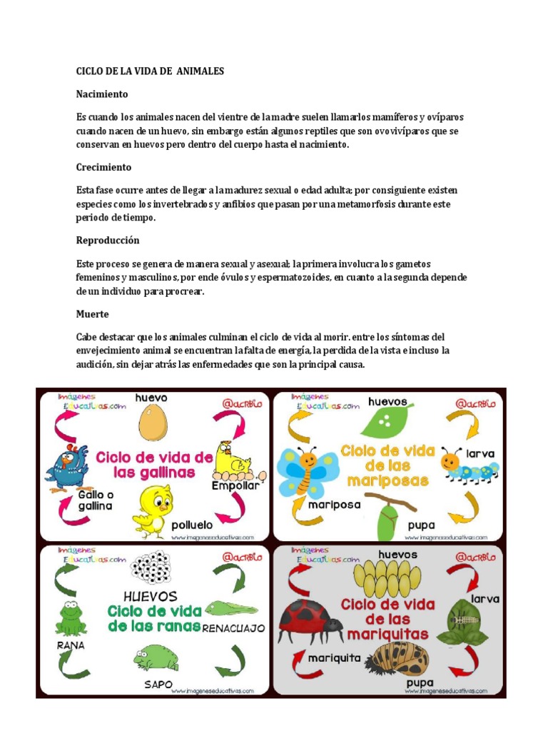 Ciclo de La Vida de Animales | PDF | Plantas | Fotosíntesis