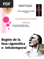 Anatomía de la Fosa Cigomática | PDF | Anatomía | Cabeza y cuello humanos