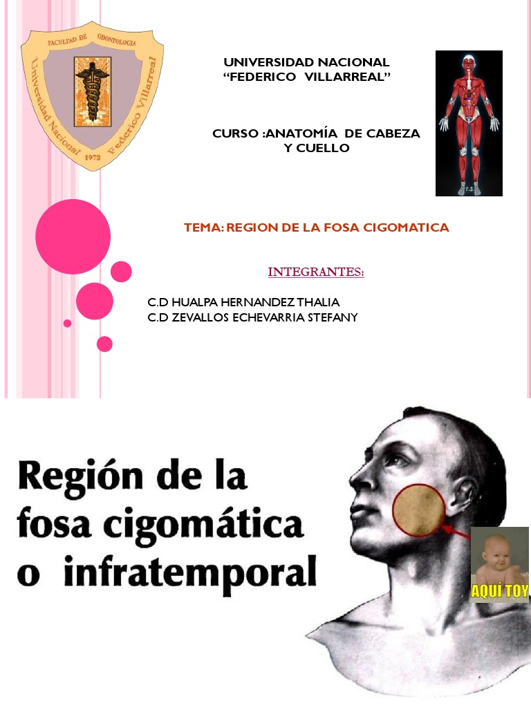 Fosa Cigomatica Expo | PDF | Cabeza y cuello humanos | Anatomía humana