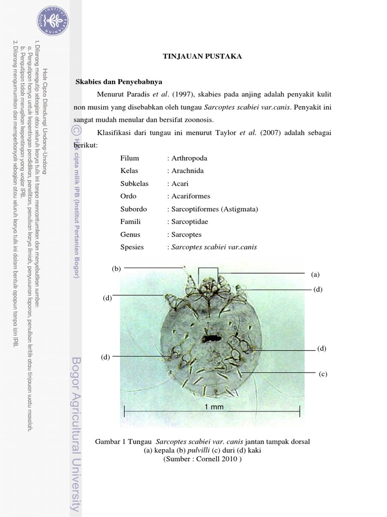 19 - 254CME-Scabies-Terapi Berdasarkan Siklus Hidup | PDF
