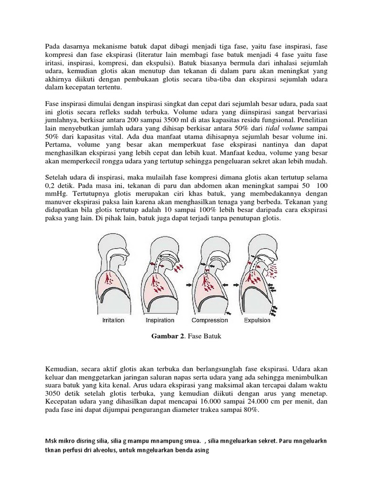 Pada Dasarnya Mekanisme Batuk Dapat Dibagi Menjadi Tiga Fase | PDF