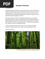 Infografía Bosque Humedo Tropical | PDF | Los bosques | Zona tropical